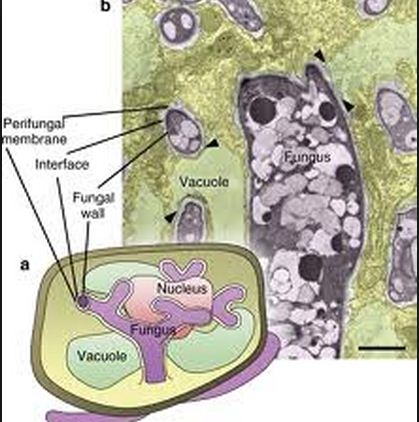Fungal cell most similar to animal cells |Genetic Engineering Info
