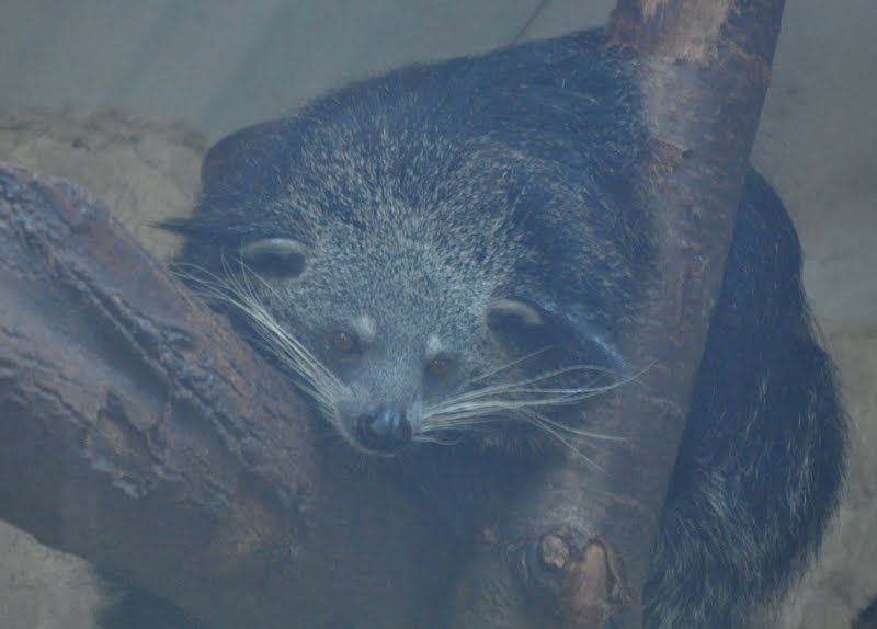 ZOOTOGRAFIANDO (6.100 ANIMALS): BINTURONG / BINTURONG (Arctictis binturong)