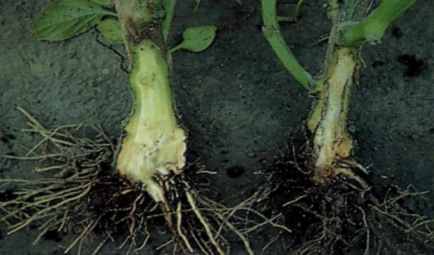 Penyakit Layu Bakteri | detiktani.com