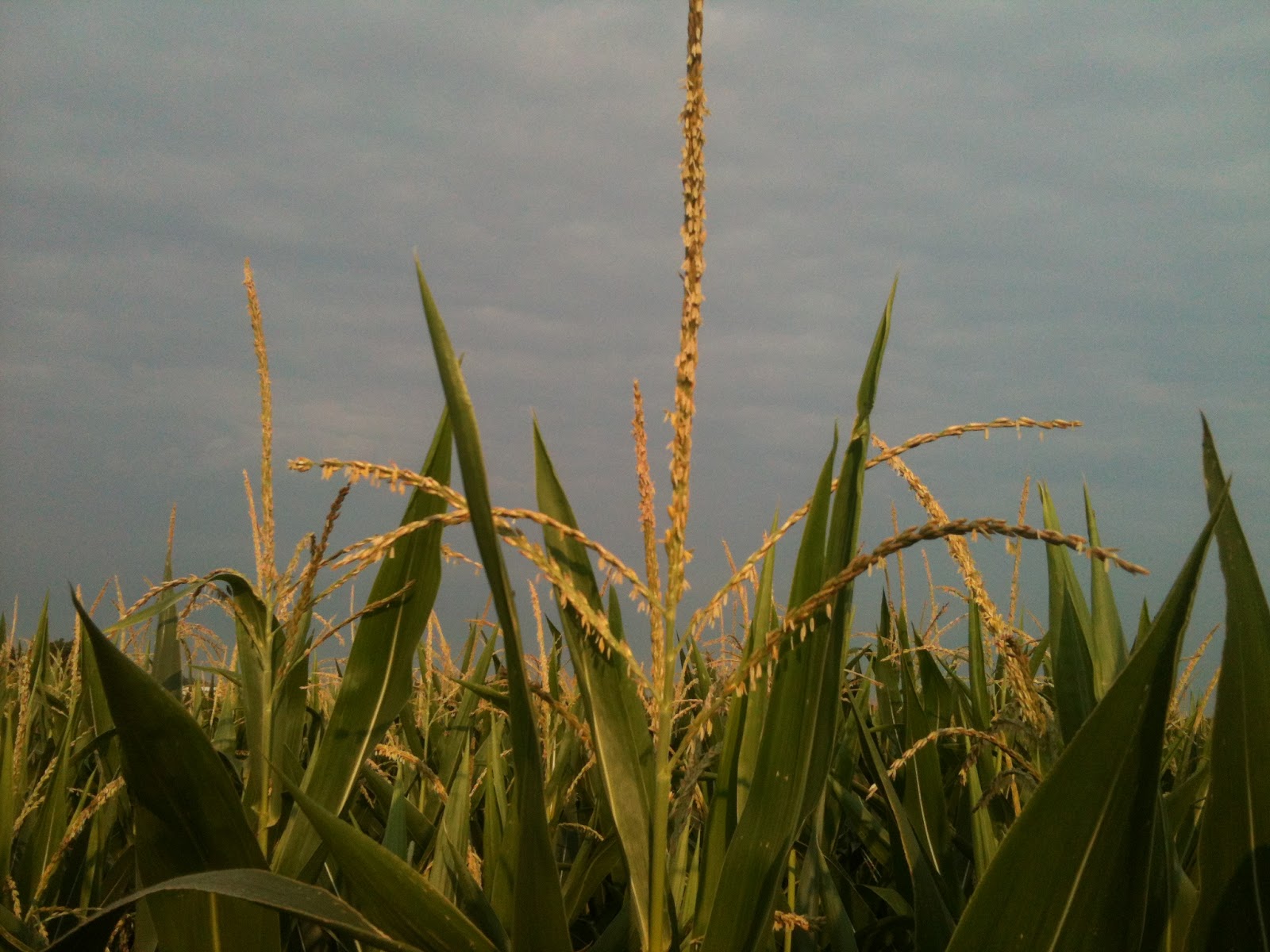 Grain Crops Update: High Day Temperatures and Corn Pollination