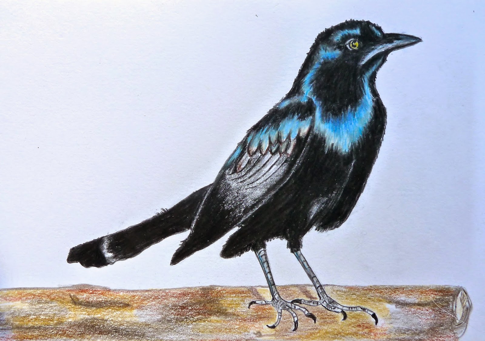 Birds Galore! Learning to Draw!