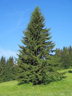 Dendrologjia: Hormoqi (Picea Abies)