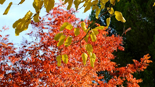 Antelope Valley College Blog: Why Do Trees Turn Red in Fall?