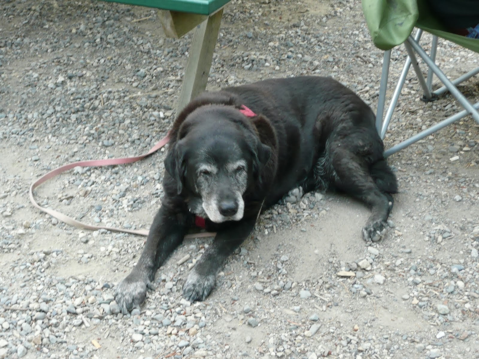 Bob and Linda's RV Travels: A black Labrador comes a calling, getting ...