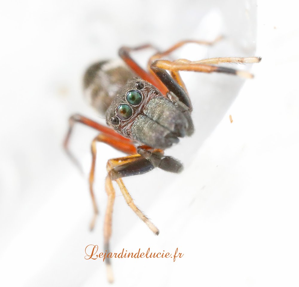 Myrmarachne formicaria, une araignée déguisée en fourmi!