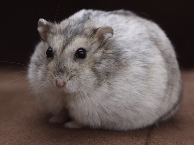 AnimalPetFans: Phodopus sungorus