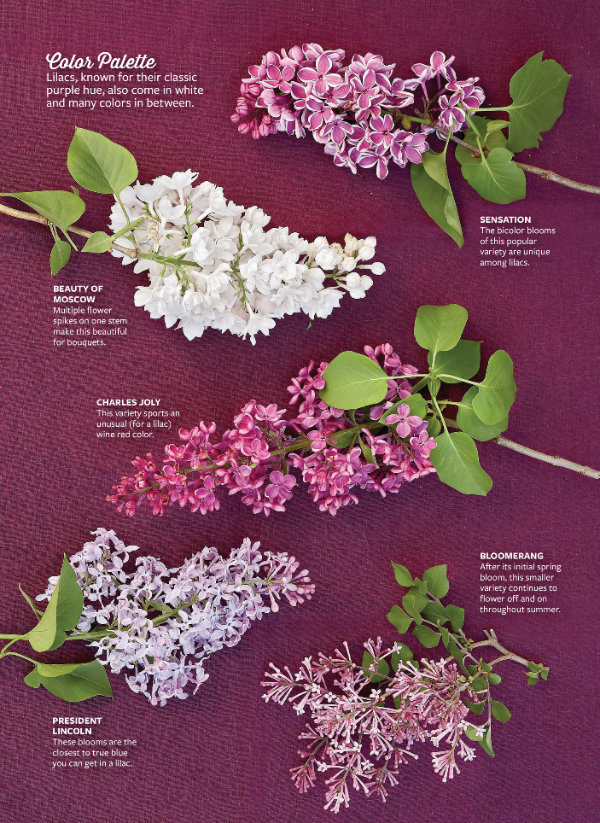 ciao! newport beach: dreaming of lilacs