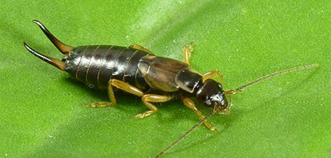 TABIKA NURHIDAYAH TOK KAMIS: TEMA : SERANGGA