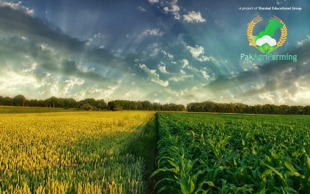 Crop Classification based on Purpose in the Field