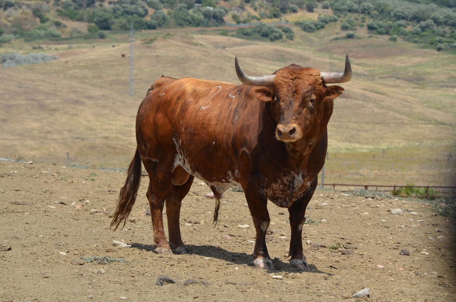 Crónicas taurinas 'Desde la barrera': 'Aficionats al Bou' presenta a ...