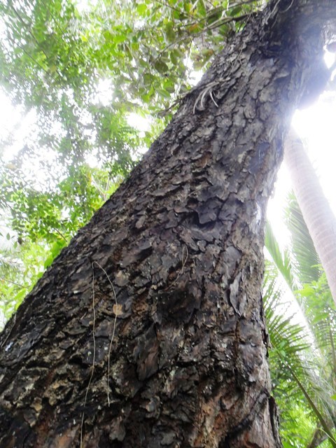 Marinduque Rising: Palo Maria de la Playa immortalized