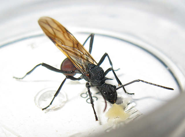 Photos and Info on Ants and Termites of Malaysia: Polyrhachis armata