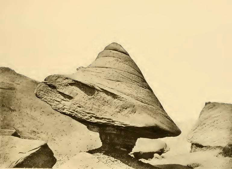 HISTORIAS ZOOLOGICAS: JOHN BELL HATCHER: UN CAZADOR DE FOSILES EN LA ...