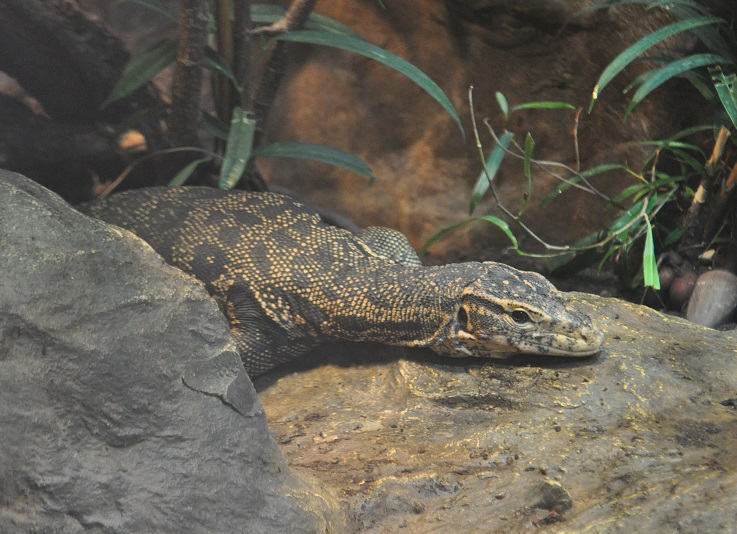 ZOOTOGRAFIANDO (6.096 ANIMALS): VARANO ACUÁTICO / ASIAN WATER MONITOR ...