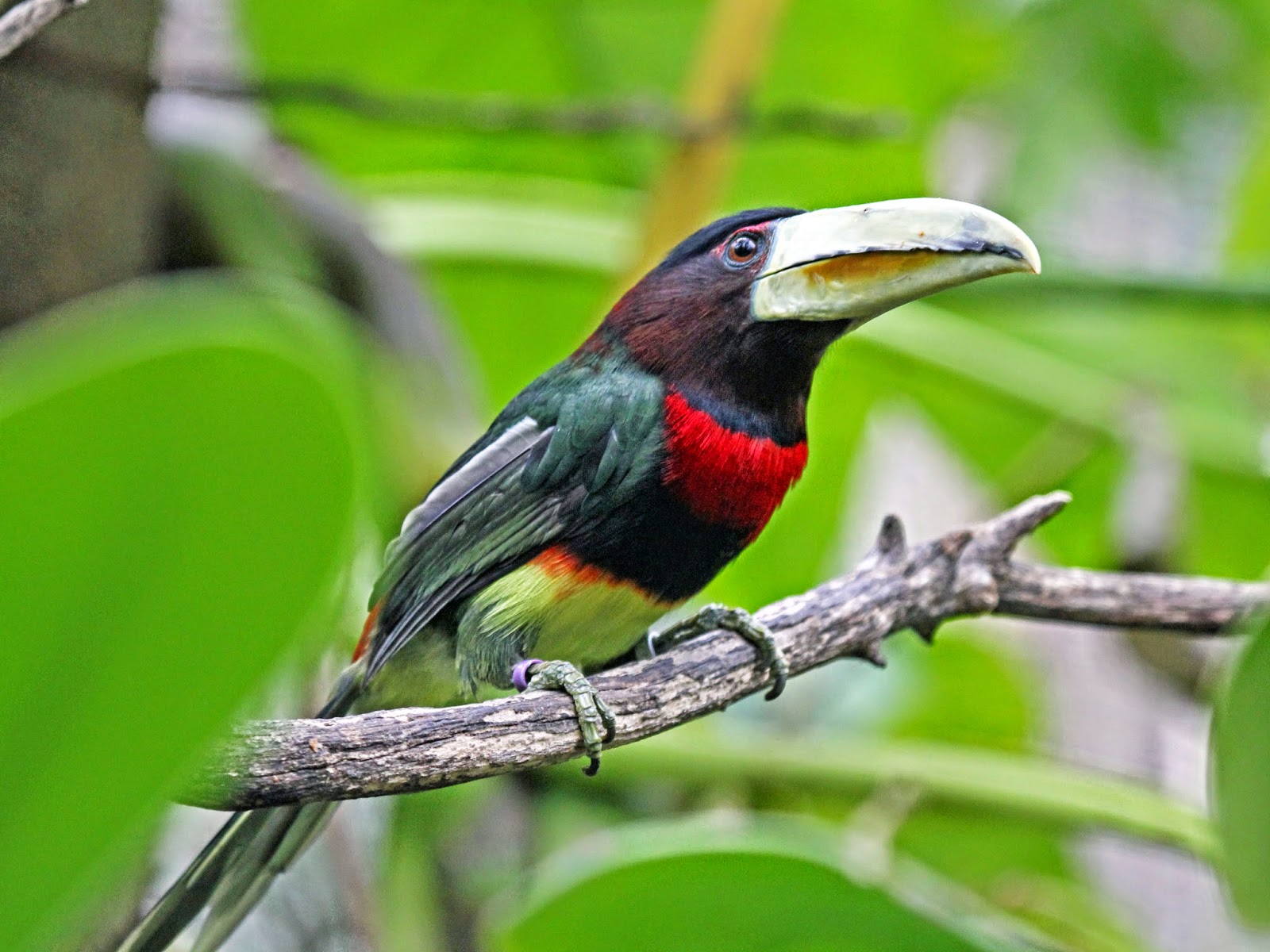 ARACARI BIRD photos - wallpapers | the fun bank