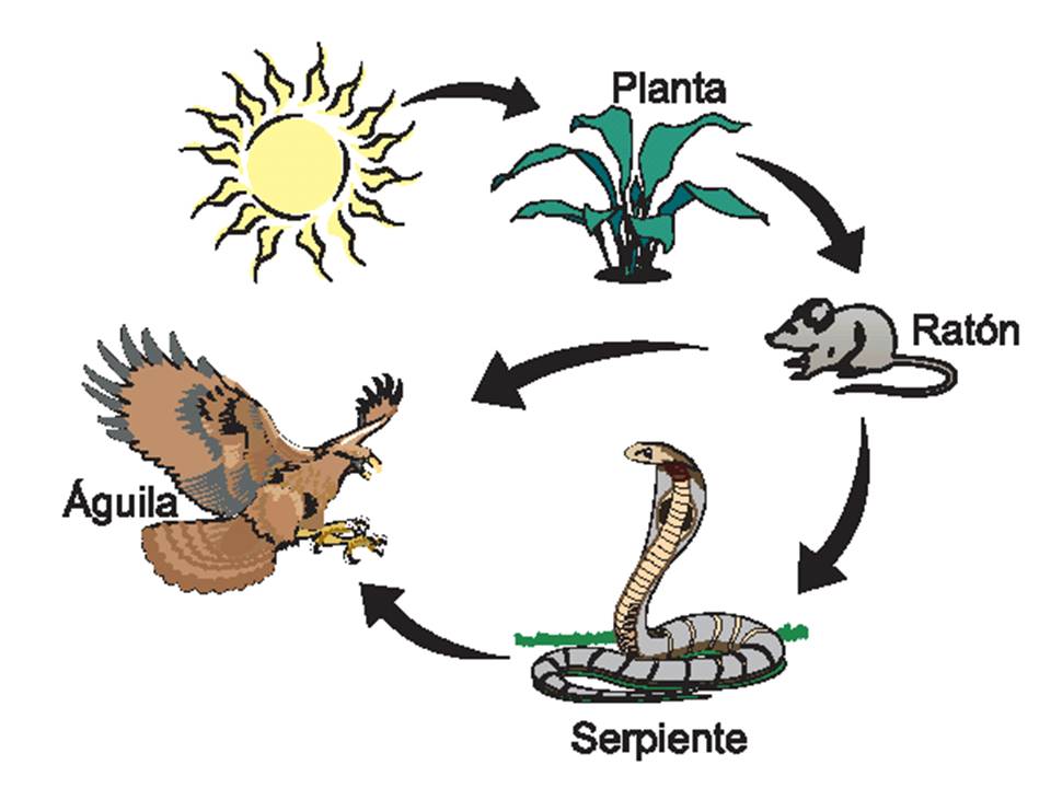 El cazador. Depredación y depredadores.