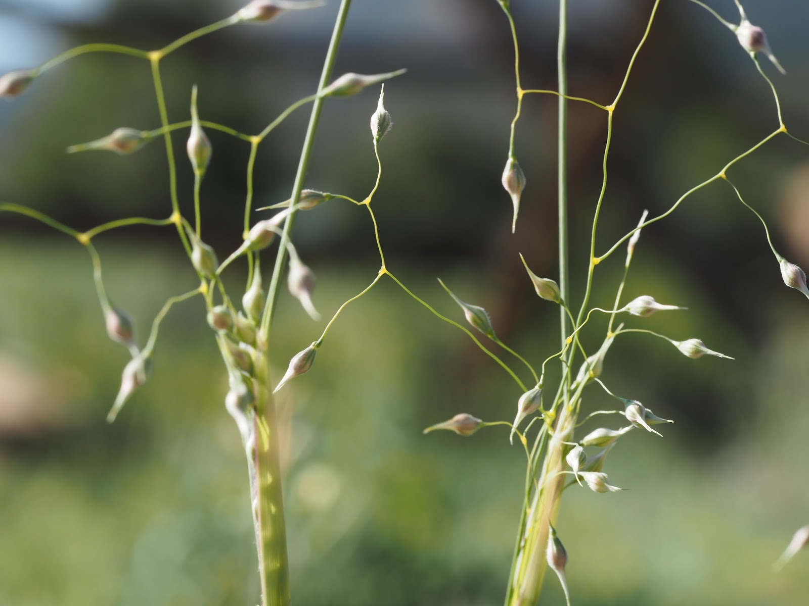 What's Growing in Colorado : The Grass of the Field