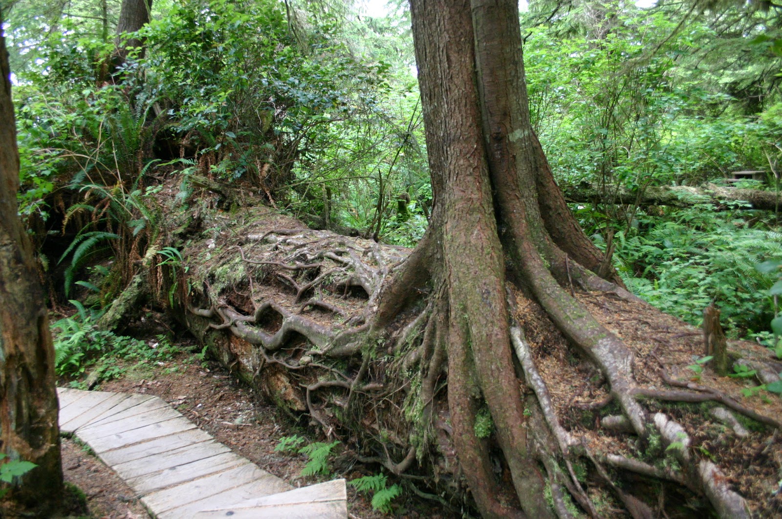 a servant's heritage