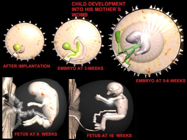 Subhaditya InfoWorld: Human Female Reproductive Organs and Process of ...