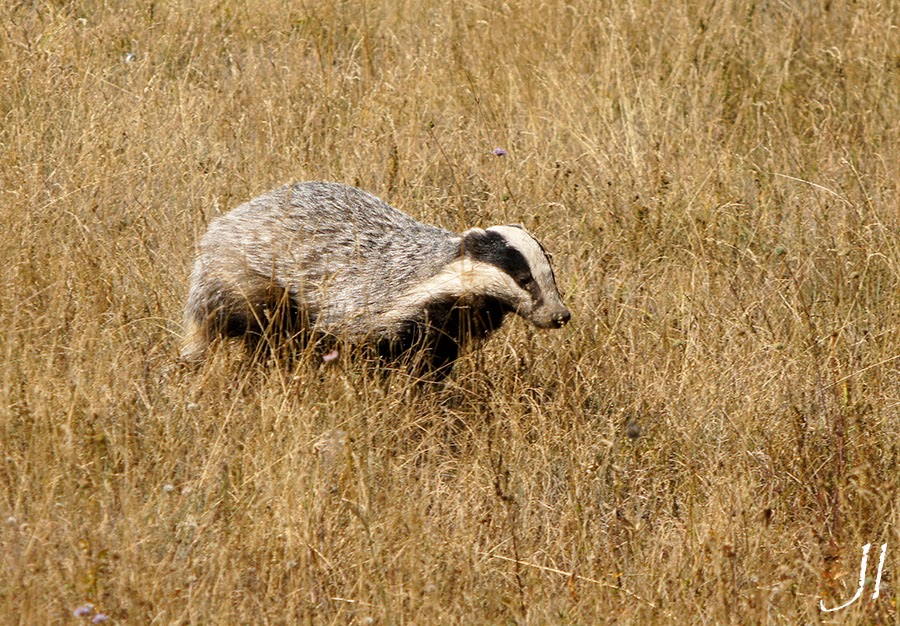Imágenes de nuestra fauna: Tejón (Meles meles)