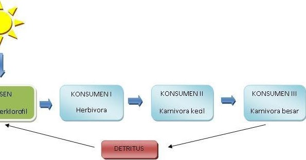Pengertian Aliran Energi dalam Ekosistem dan Saling Ketergantungan ...