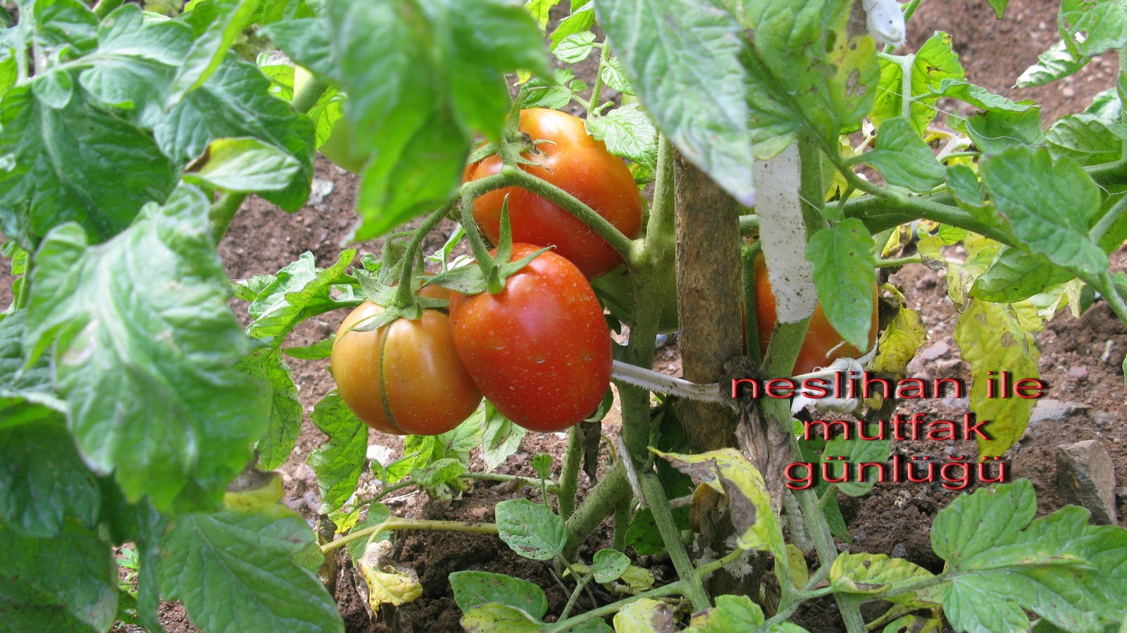 Neslihan ile hayattan : Bahçemden salata