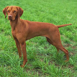 About Dog Vizsla: Training Your Vizsla to Listen to You