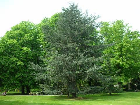 Our Beautiful World: Cedar Tree