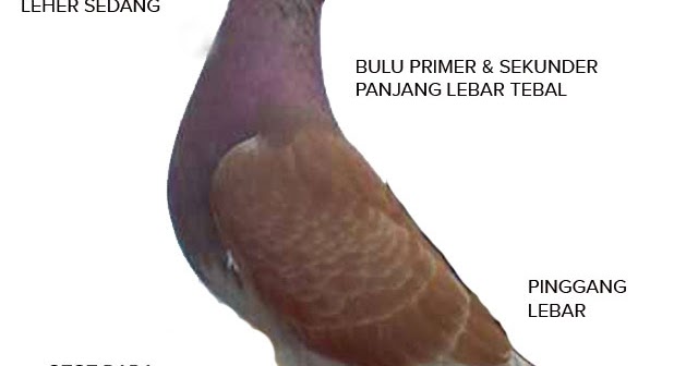 11 Cara Memilih Merpati Tinggian Berkualitas Juara