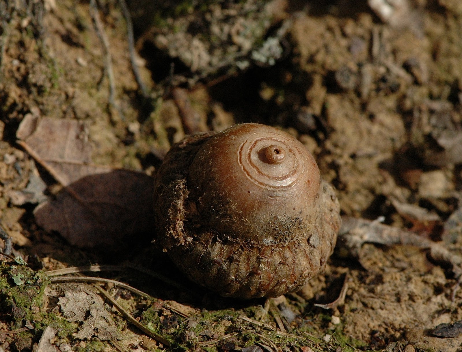 Field Biology in Southeastern Ohio: Oaks of Ohio