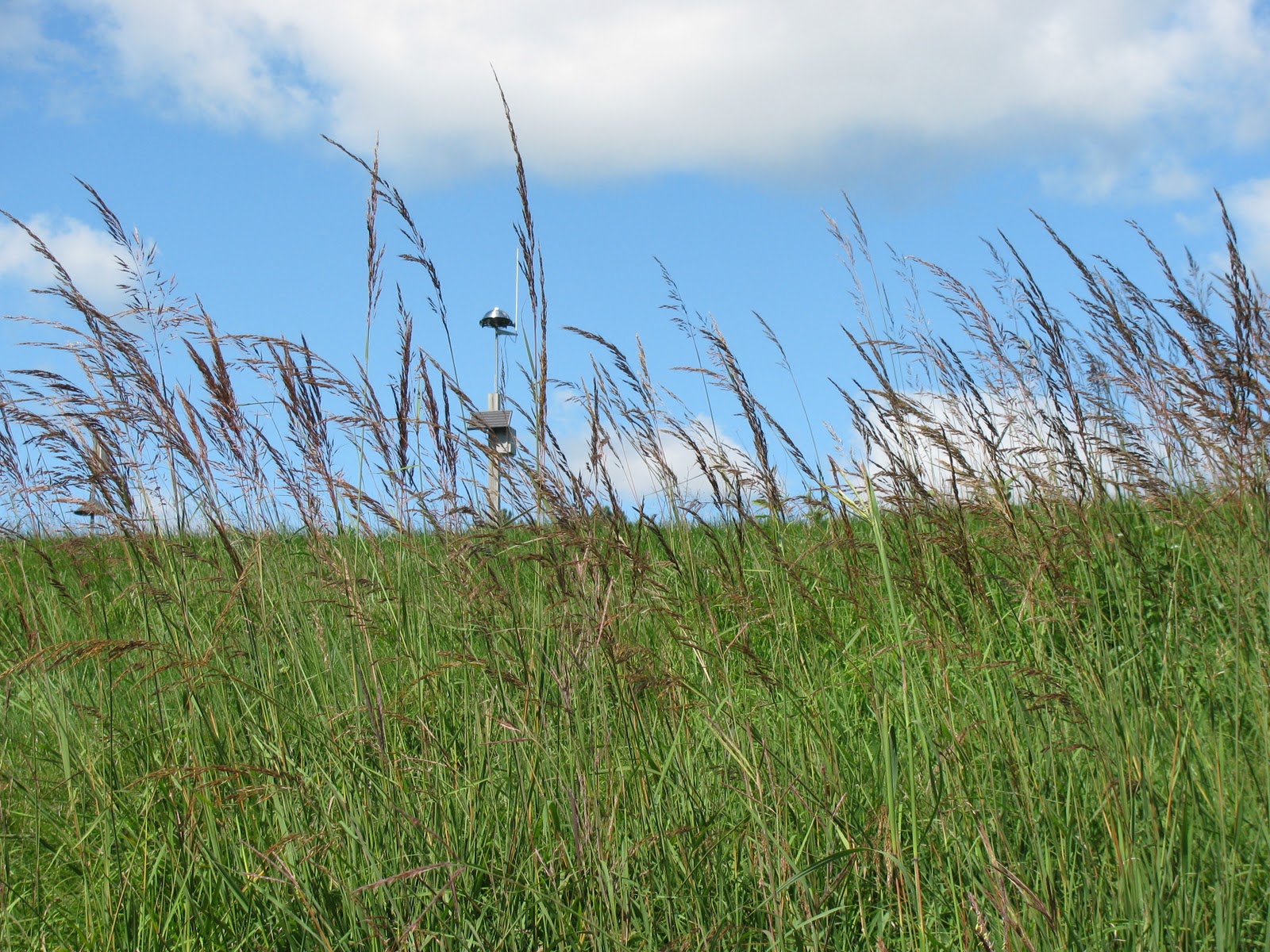 The Nature Of Golf In Ann Arbor Native Grasses