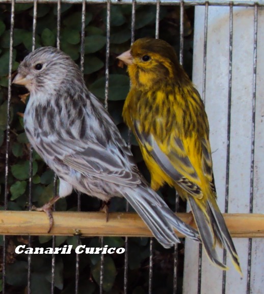 Canaril Curico - Canário de Cor: Azul Opalino e Verde Opalino Intenso