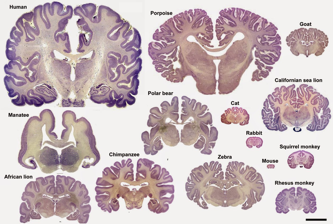 NEUROANATOMIA: ESTRUCTURAS CORTICALES Y SUBCORTICALES | Monitorias ...