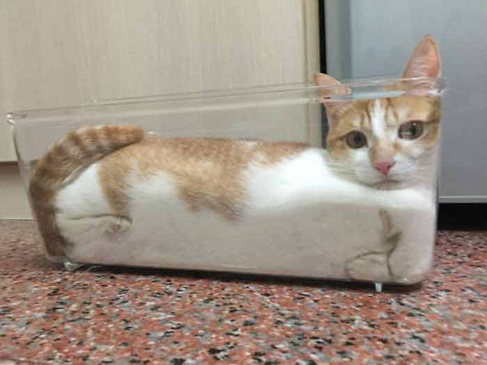 15 Hilarious Photos Of Cats That Prove They Are Liquid