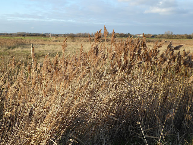 Wild and Wonderful: Shingle Street, a Wild Stretch of Suffolk Coast