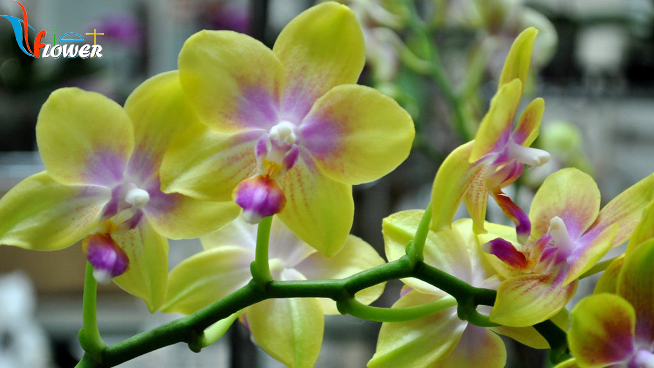 Ý nghĩa hoa phong lan - Orchid