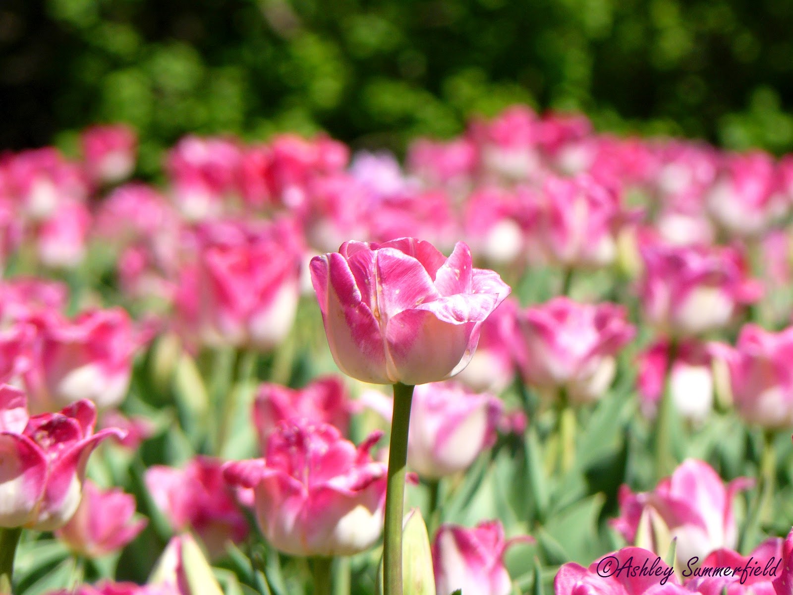 Ash Out of Doors: Opening Weekend Tulips