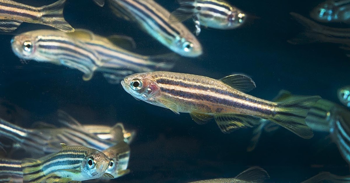 Aquarium and Fish Care: Fact Sheet - ZEBRA DANIO (Brachydanio rerio or ...