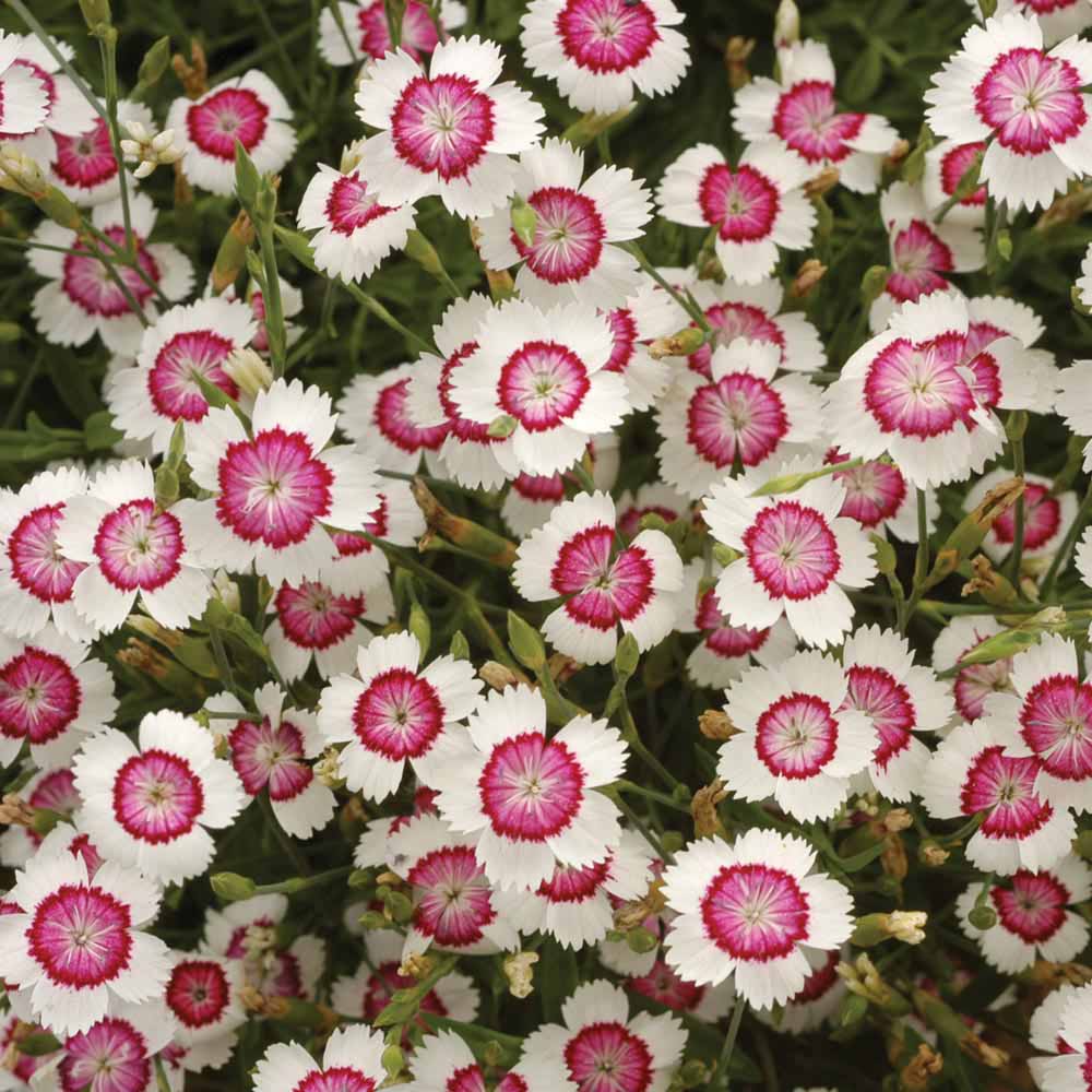 cvece za baste | dvoriste | sobe : karanfil cvece | turski karanfil ...