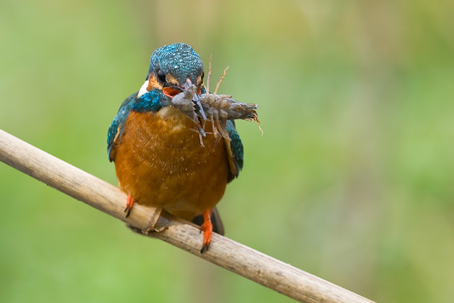 Roger Pujol i Piazuelo - Natura i fotografia: El blauet, la joia dels ...