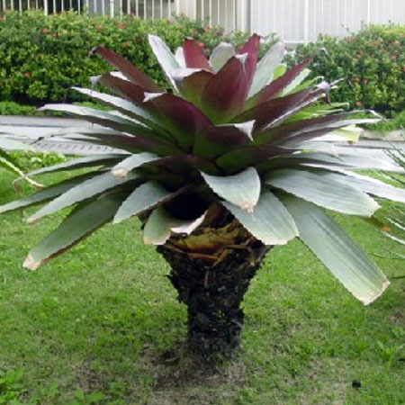 Encanto Verde: BROMÉLIA IMPERIAL (ALCANTAREA)