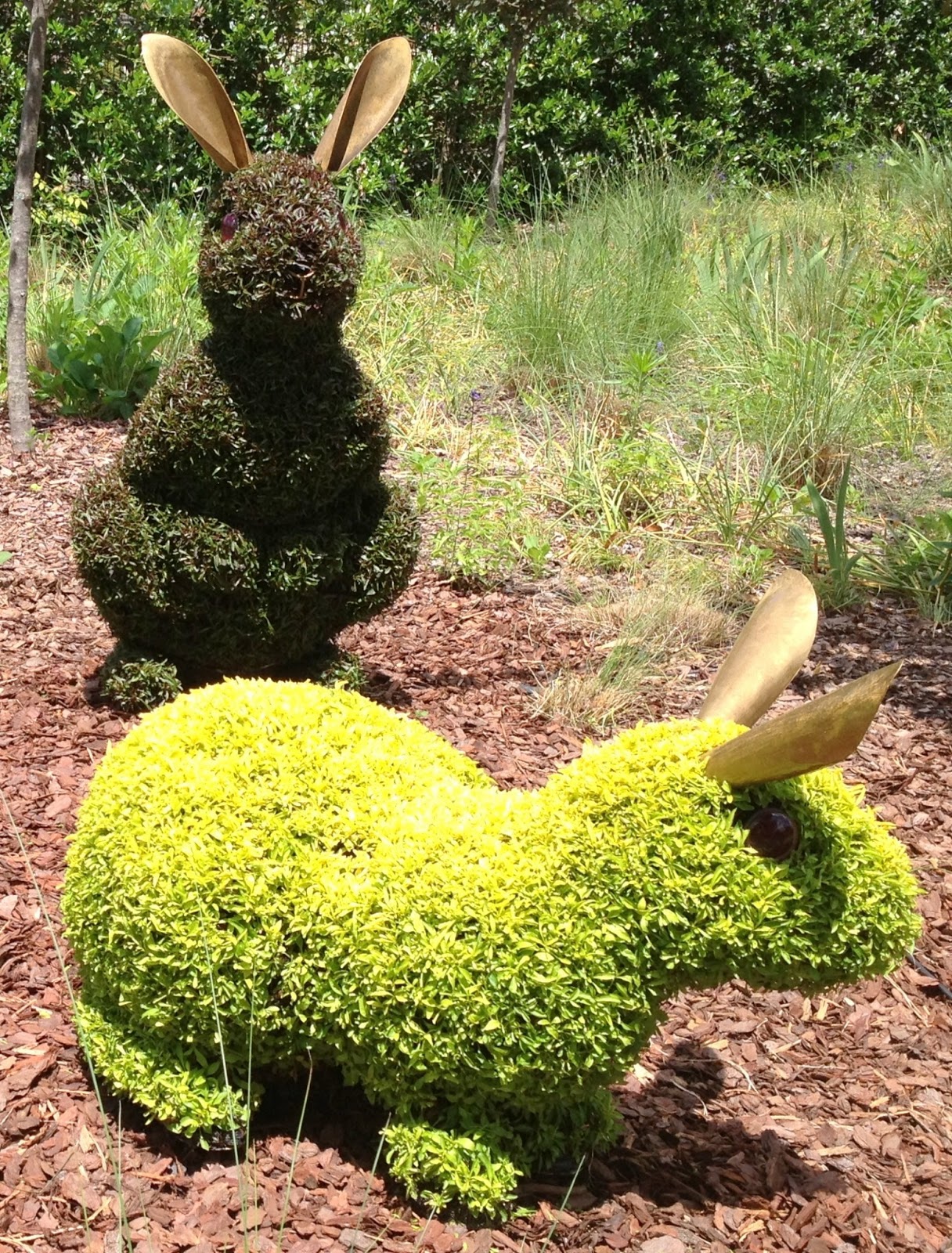 Rabbit Ramblings: Bunny bushes