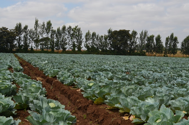 MADHARA YA KUTOKUPALILIA SHAMBA KWA WAKATI - KILIMO BORA
