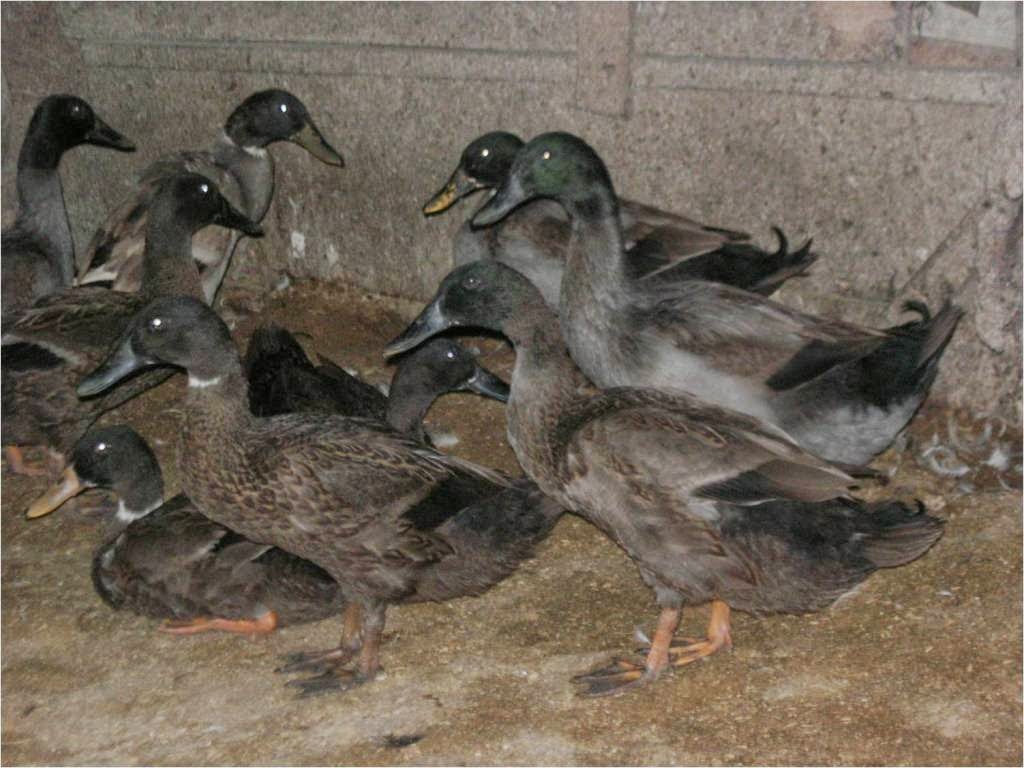 Jenis Itik Asli Indonesia – Itik Pitalah - Kumpulan Artikel Peternakan ...