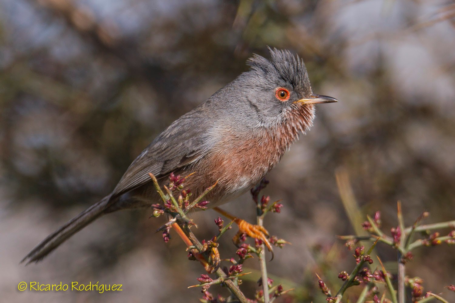 Aves Ricardo Rodriguez: Curruca rabilarga (Sylvia undata)