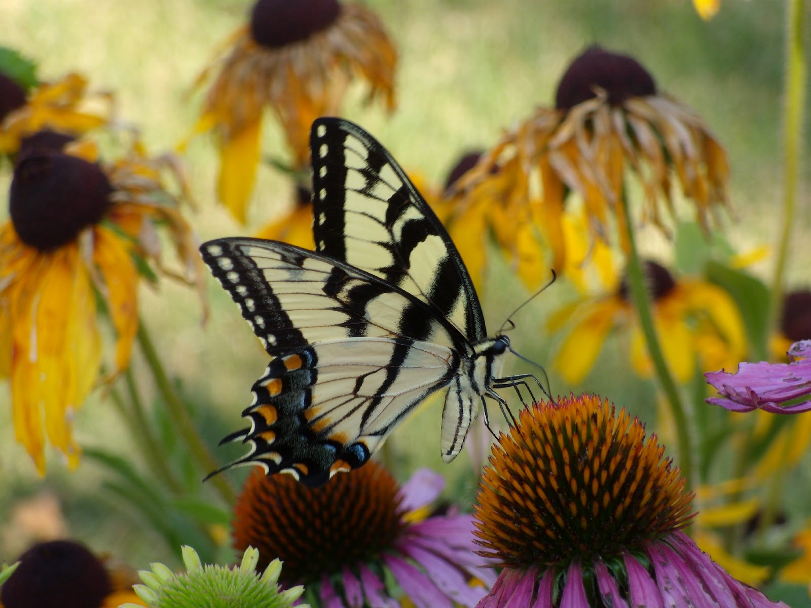 Procraftination: One Butterfly