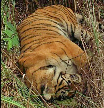 Indian Tiger Diaries: Machali - Lady of the Lakes