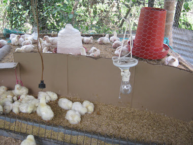 pollos sena euse: alistamiento del galpon