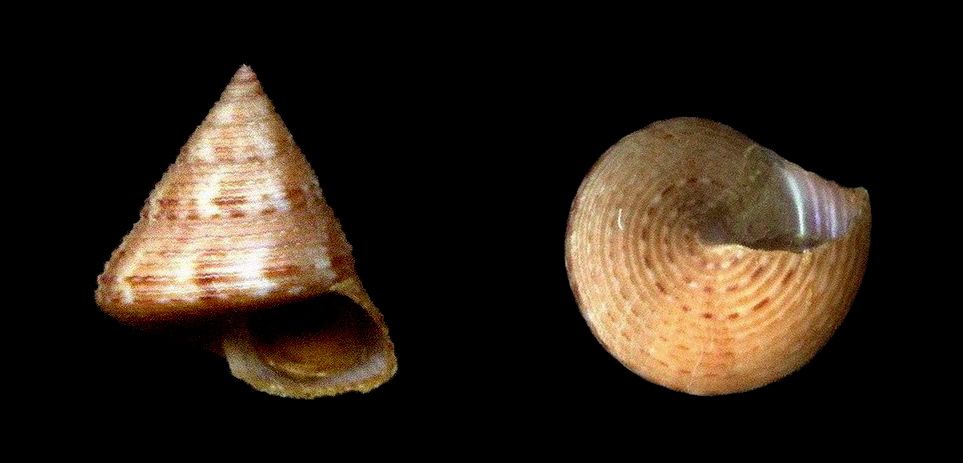 Moluscos marinos de Argentina: Calliostoma jucundum (Gould, 1849)
