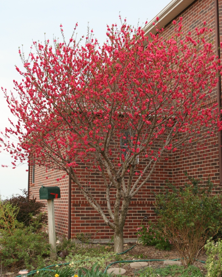 Garden Musings: A Peachy Red